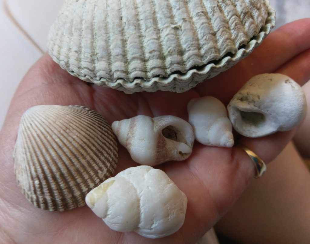 Seashells - a blog about broken pieces by Lora Jones Ministries